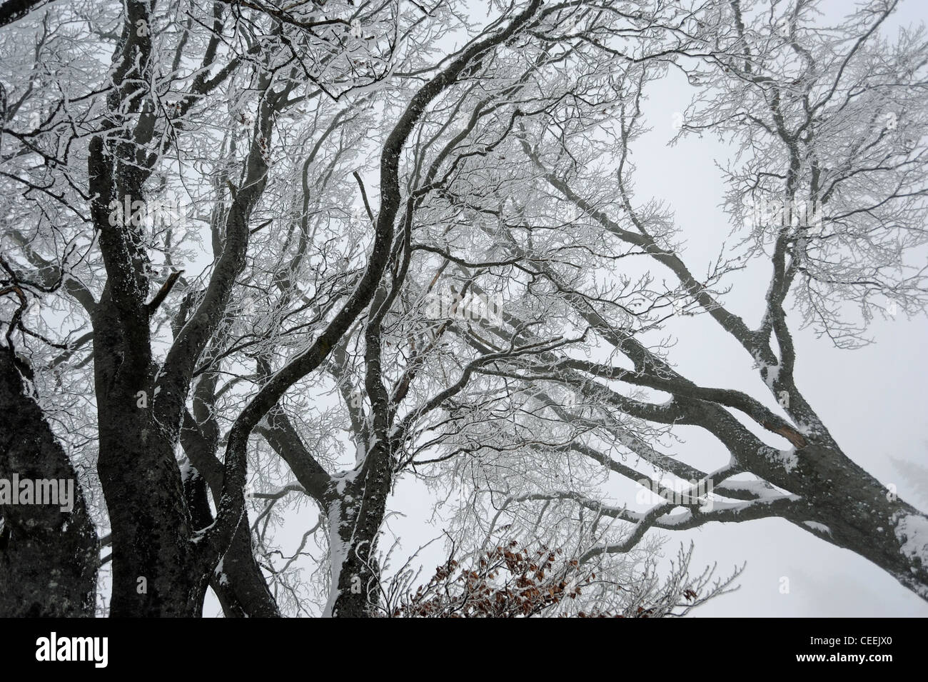 Selva nera germania hi-res stock photography and images - Alamy