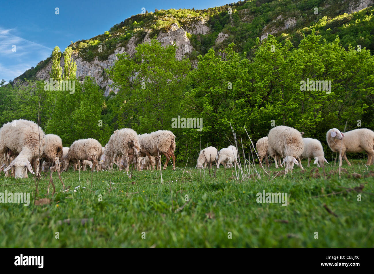 Assaf breed sheep, Pyrenees, Spain Stock Photo - Alamy