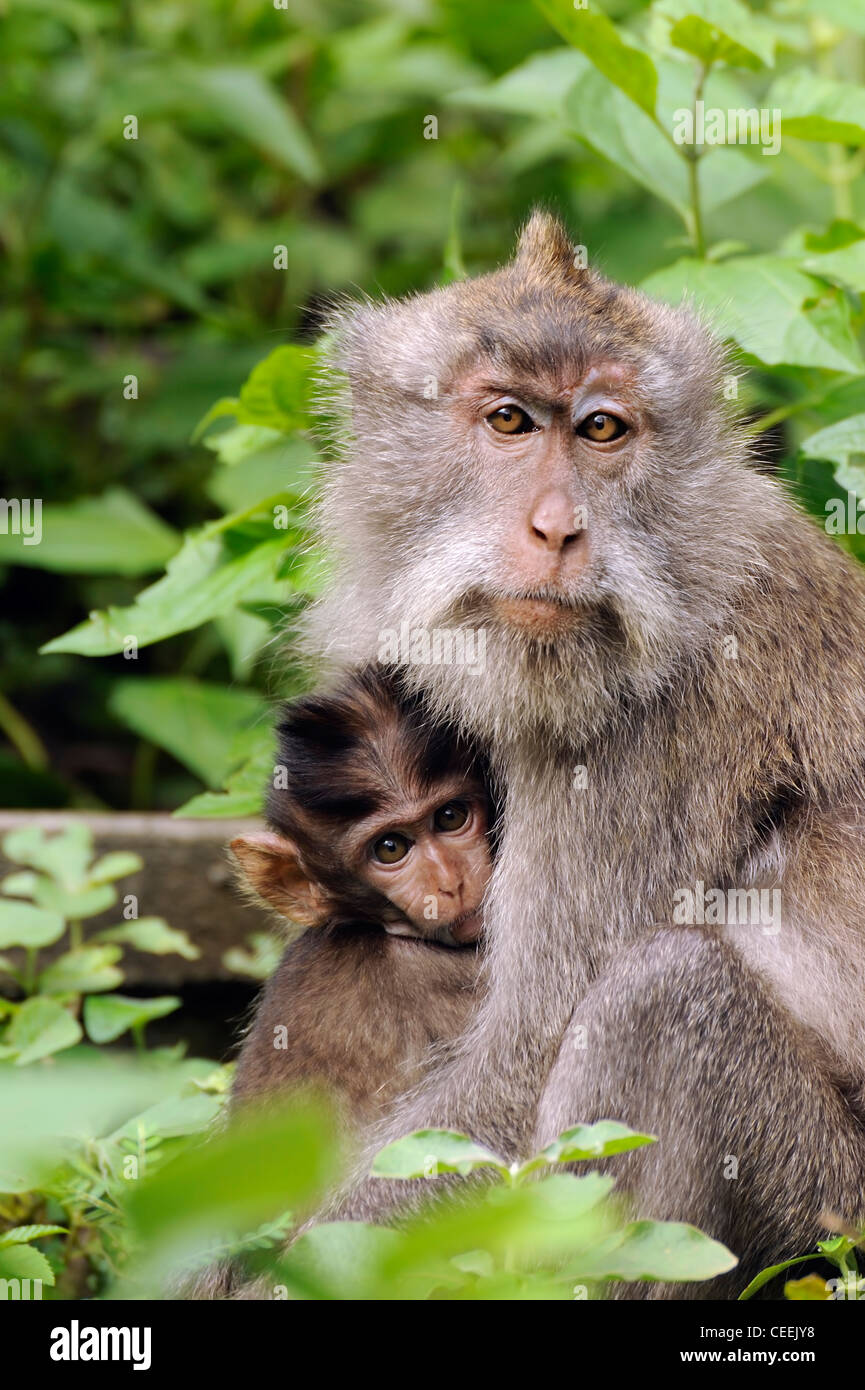 mother and infant long tail macaque Stock Photo - Alamy