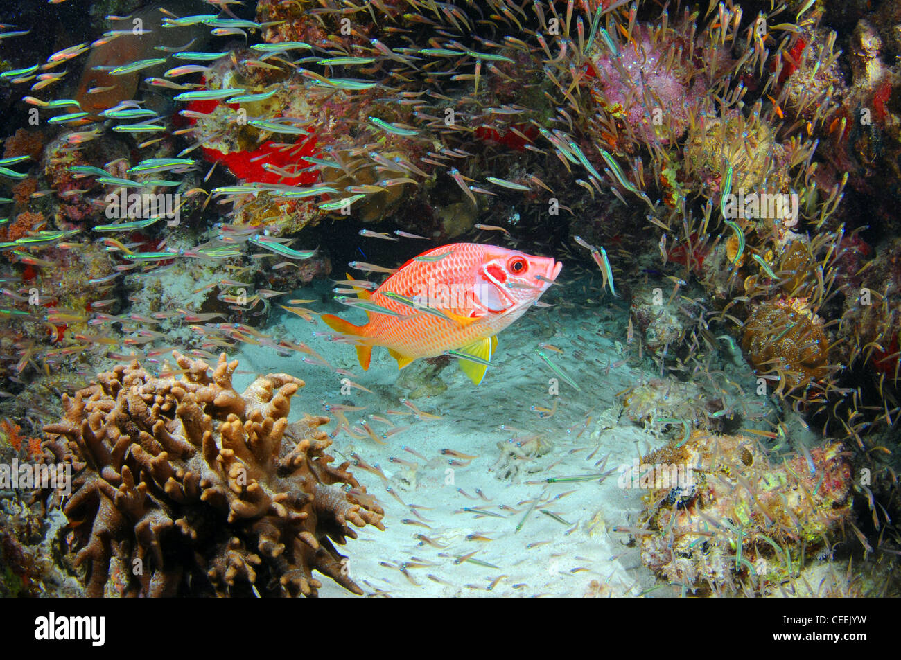 Glassfish hi-res stock photography and images - Alamy
