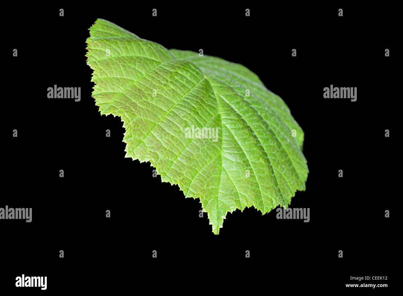 Hazelnut tree leaf hi-res stock photography and images - Alamy