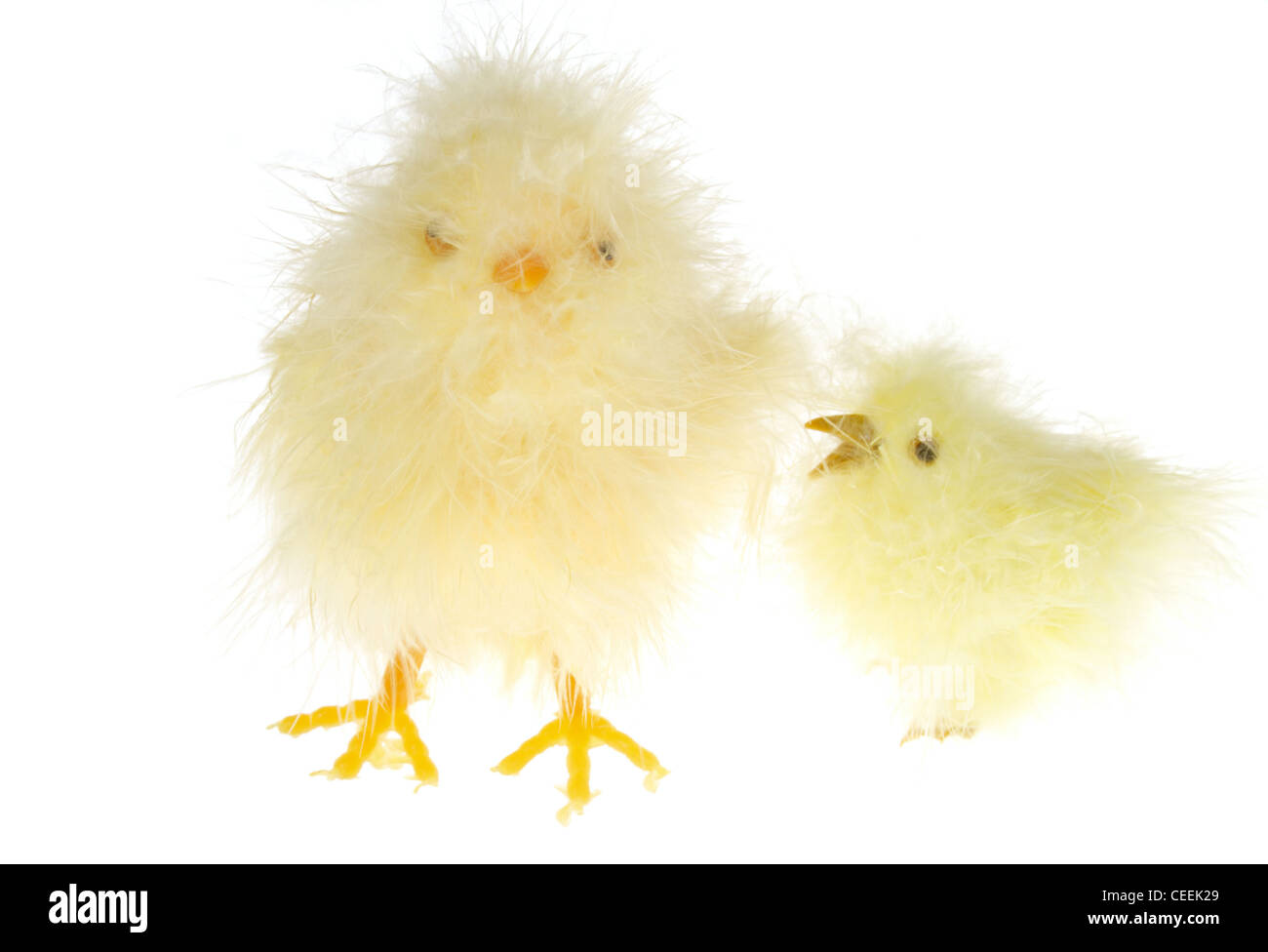 yellow chicklings photo on the white background Stock Photo - Alamy