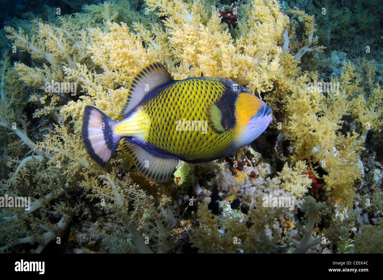 Titan triggerfish, Red Sea Stock Photo - Alamy