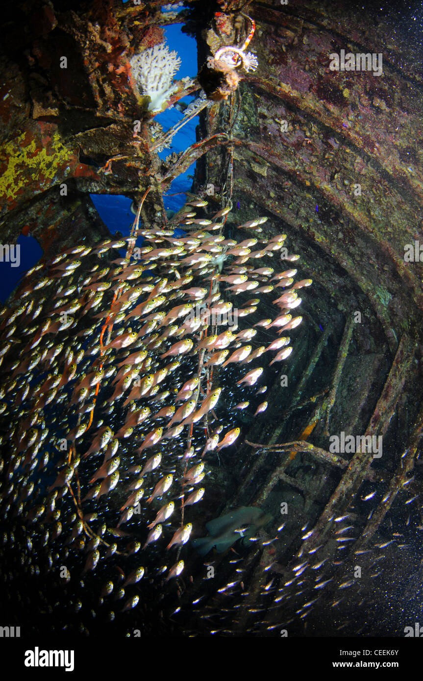 Glassfish hi-res stock photography and images - Alamy