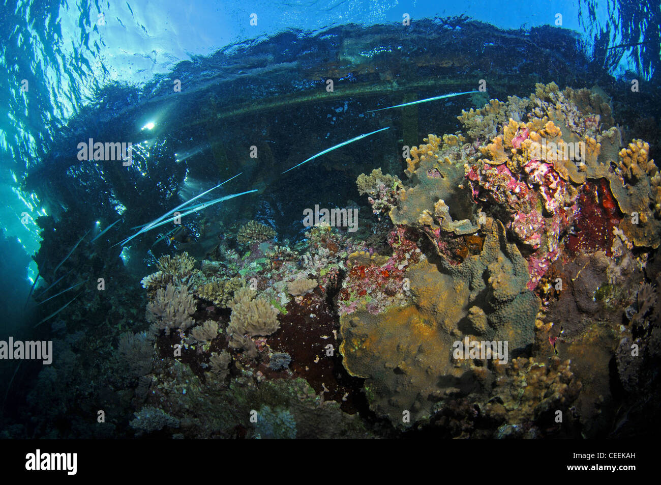 Needlefish under jetty, Red Sea Stock Photo - Alamy
