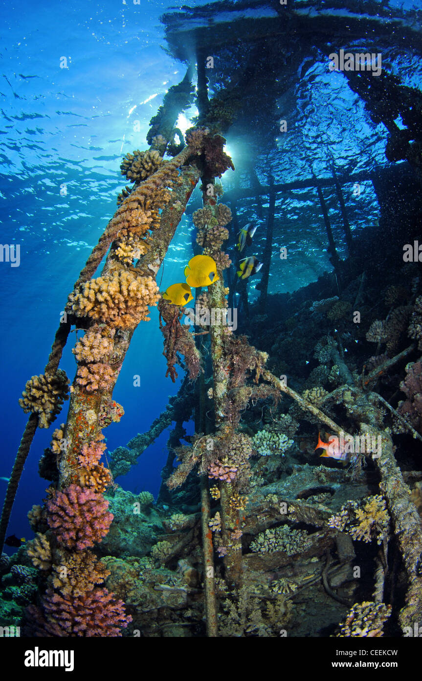 Masked Butterflyfish beneath jetty, Red Sea Stock Photo - Alamy