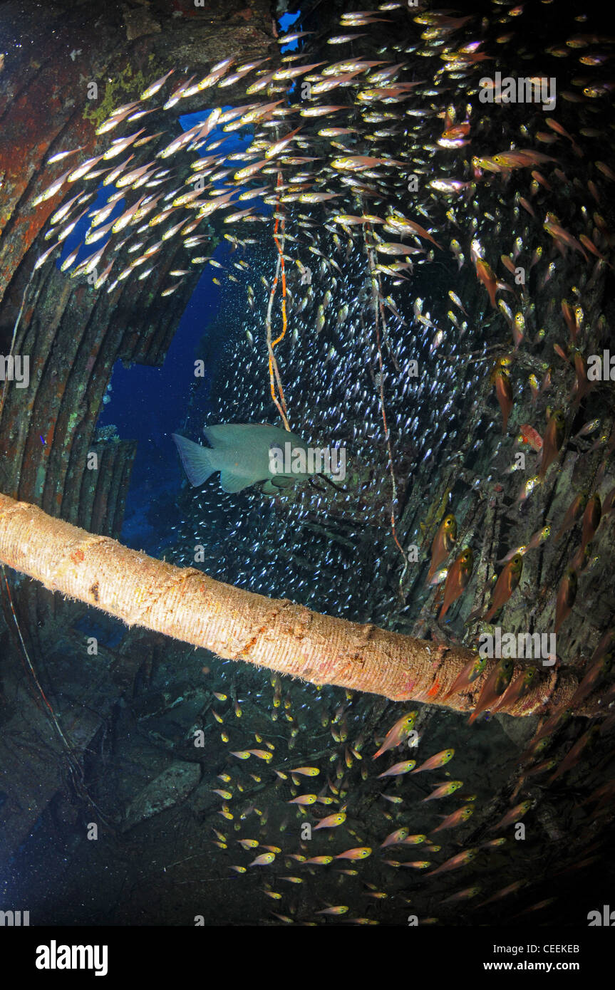 Grouper and glassfish in wreck, Red Sea Stock Photo - Alamy