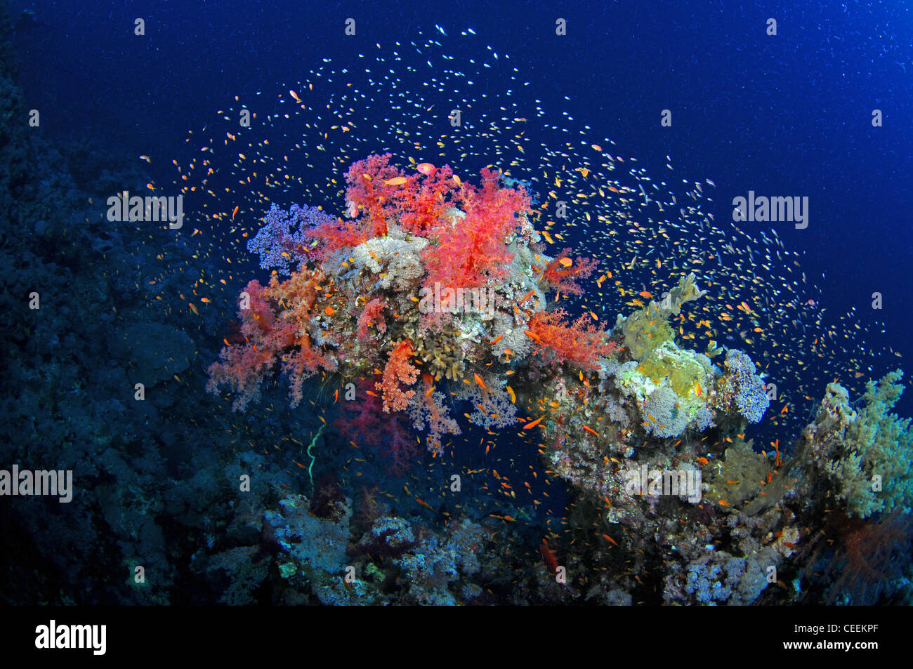 Coral formation hi-res stock photography and images - Alamy