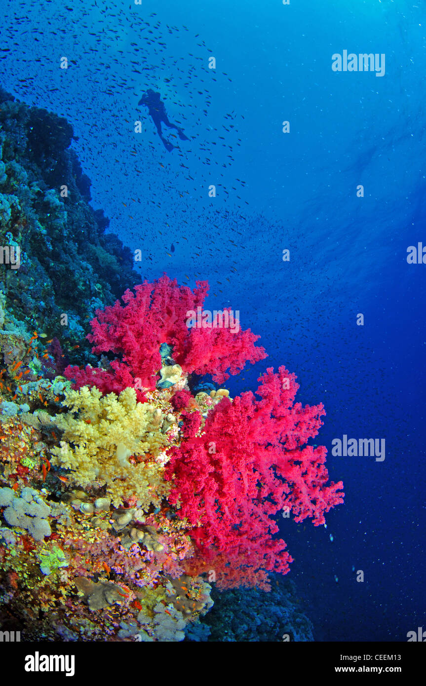 Corals red sea hi-res stock photography and images - Alamy