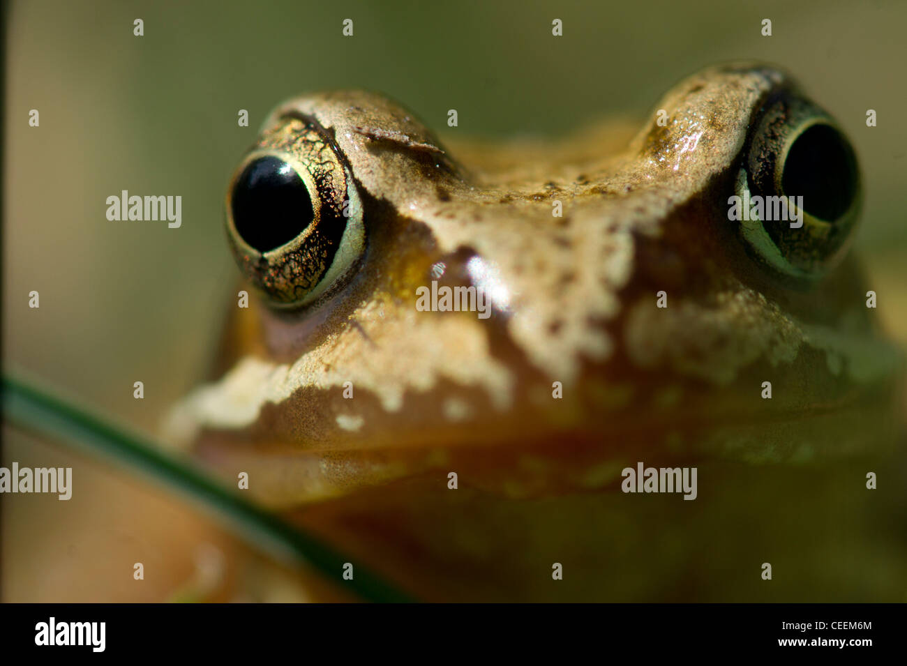 Frog macro hi-res stock photography and images - Alamy