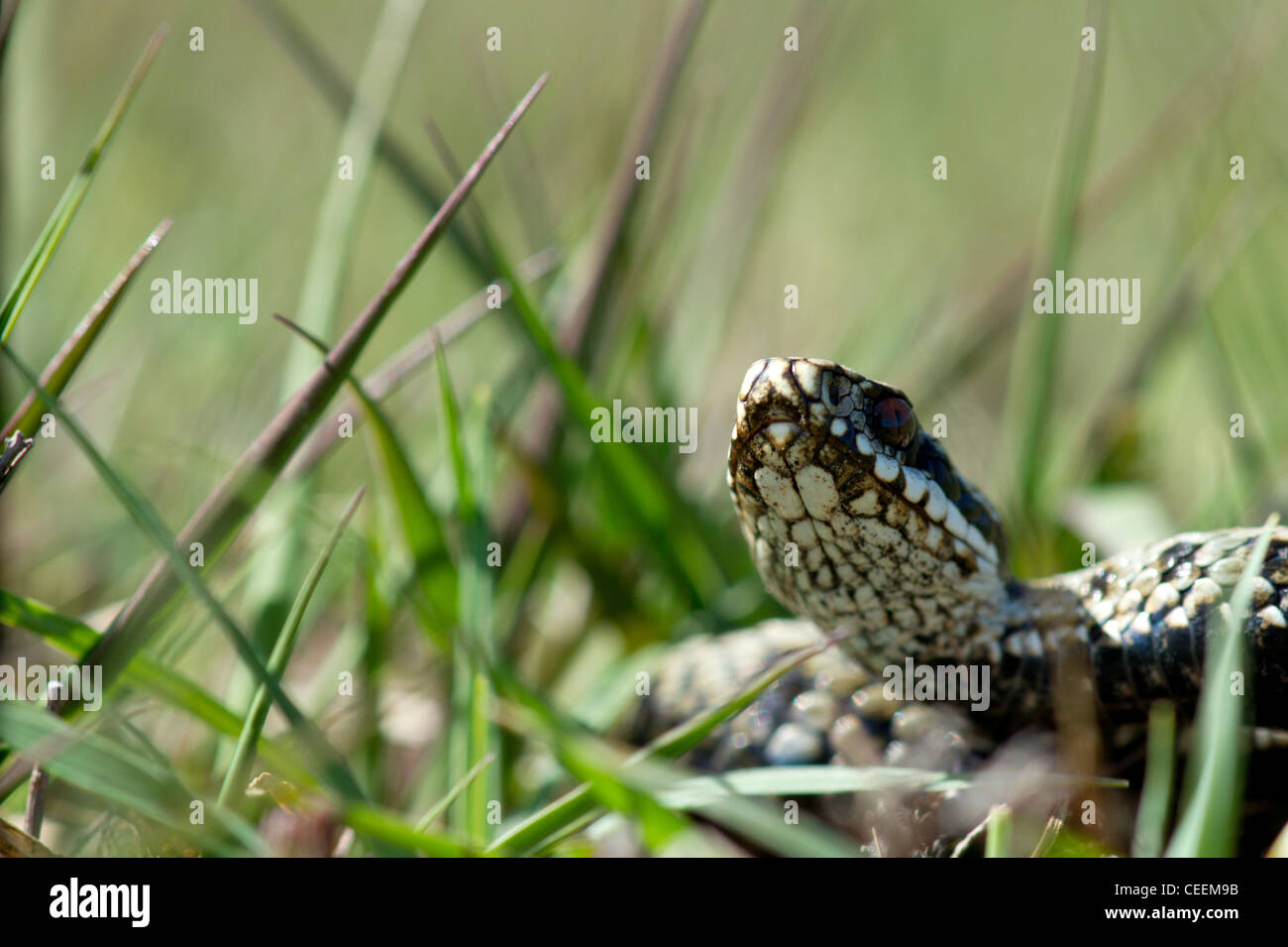 Viper s grass hi-res stock photography and images - Alamy