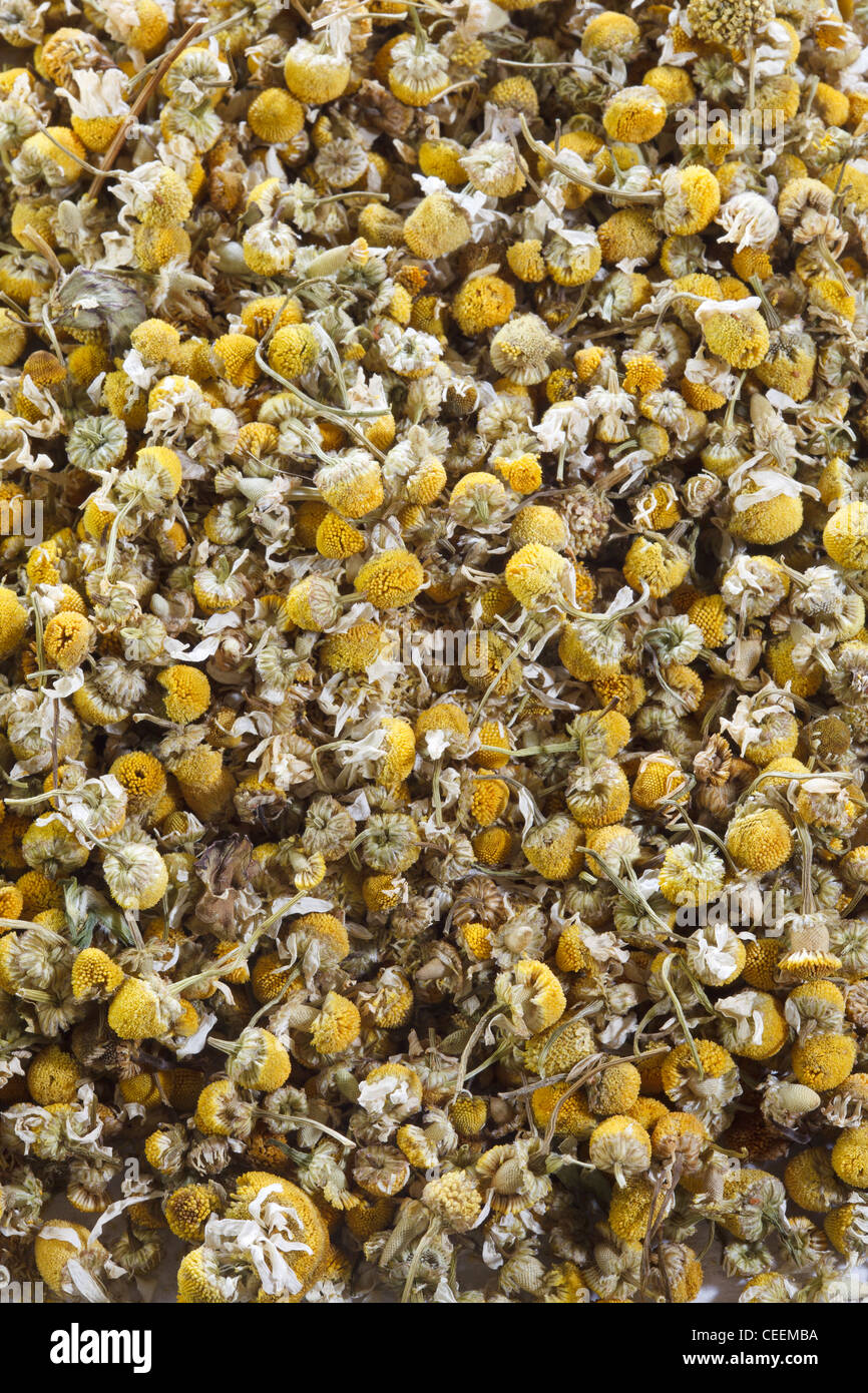 Dried Chamomile flowers Stock Photo - Alamy