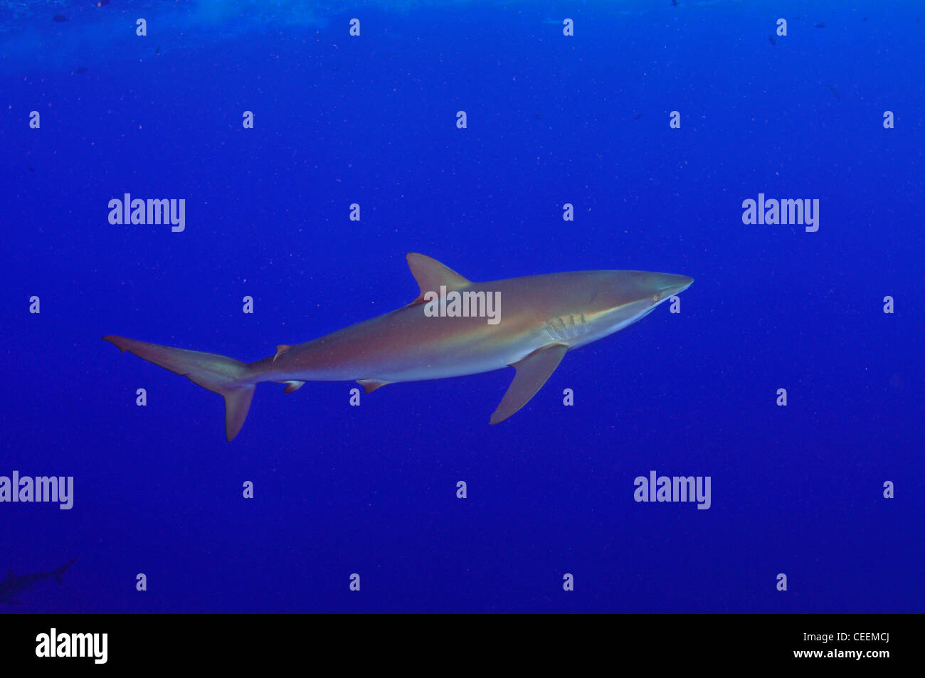 Silky shark, Red Sea Stock Photo - Alamy
