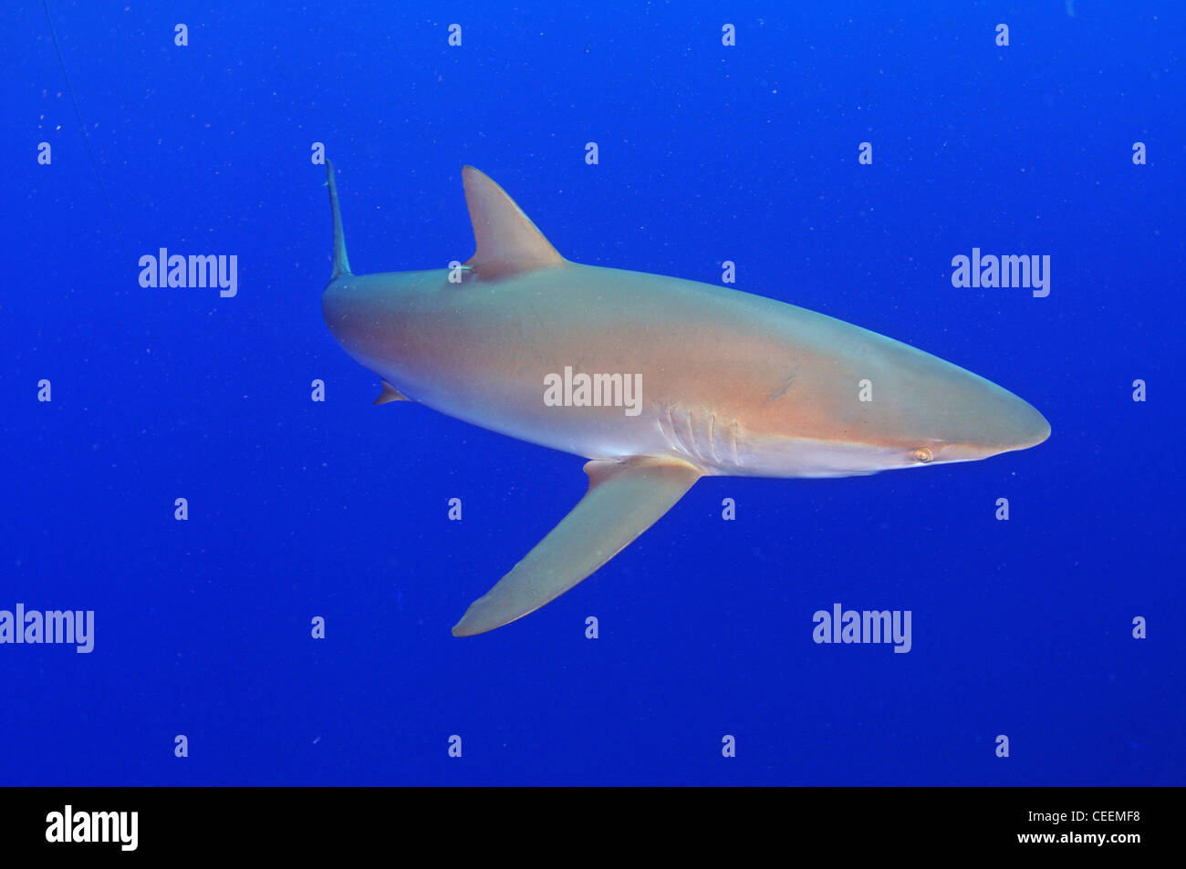 Silky shark, Red Sea Stock Photo - Alamy