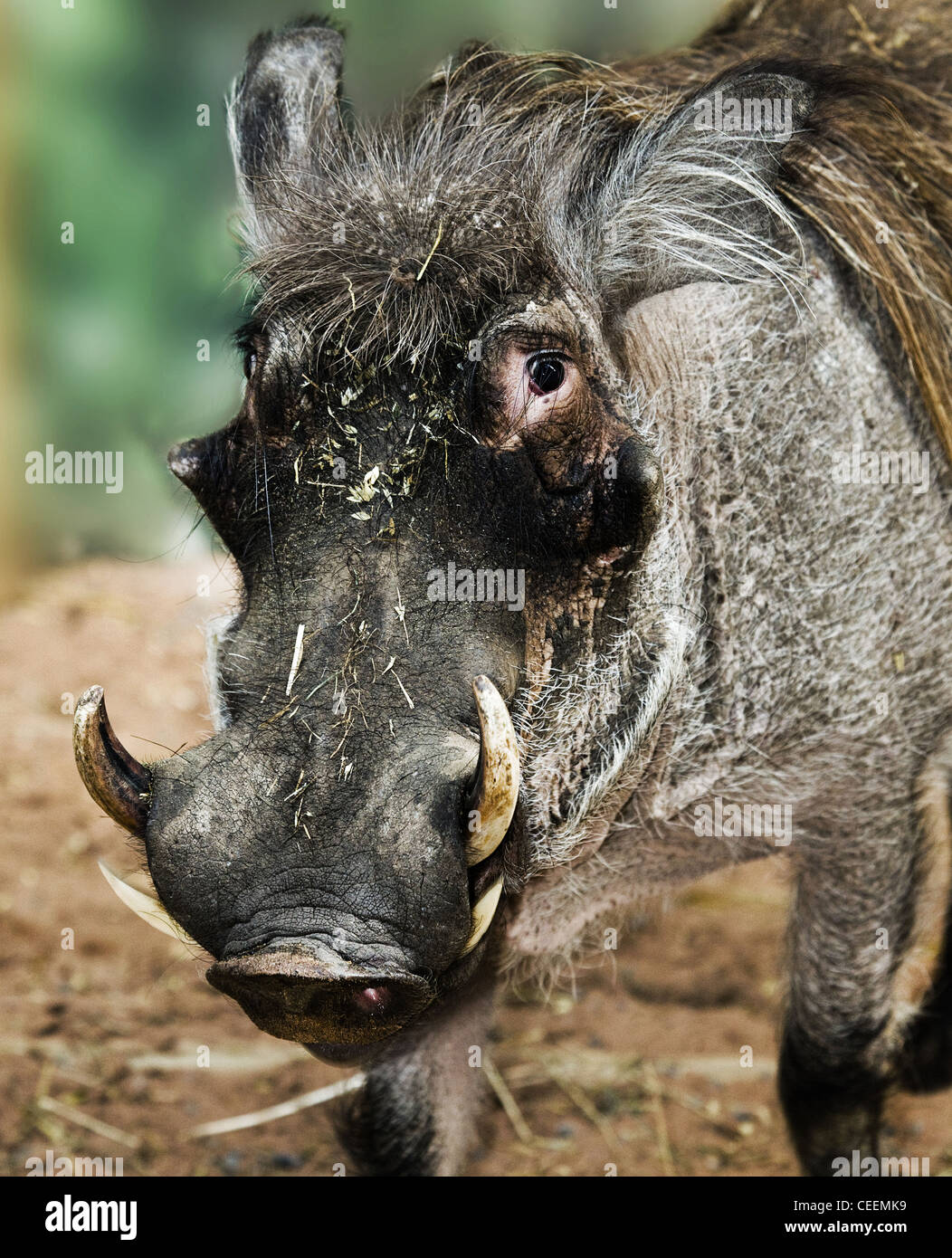 Endangered pig hi-res stock photography and images - Alamy