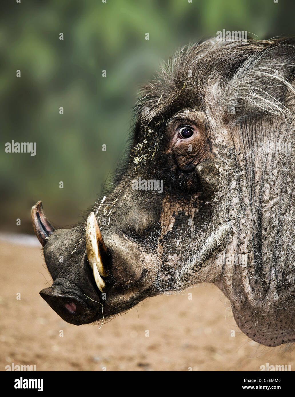 Warty pig hi-res stock photography and images - Alamy
