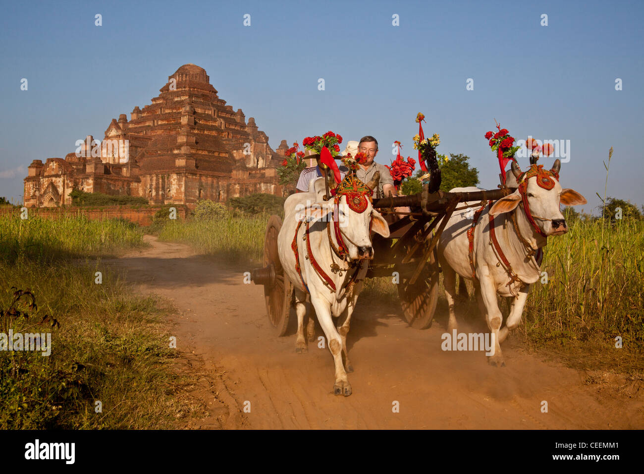 Myanmar burma bagan bullock cart hi-res stock photography and images ...