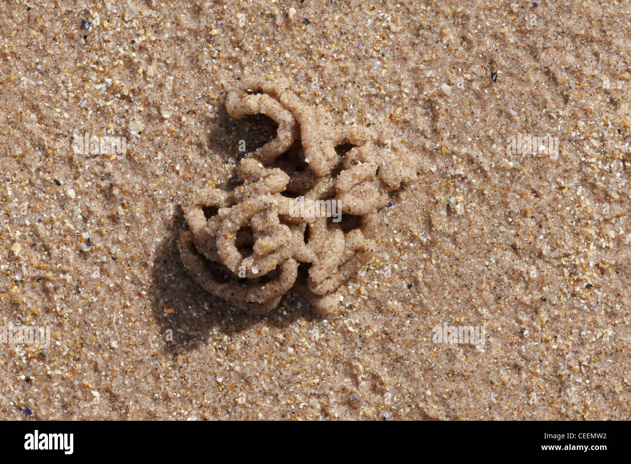 Lugworm or sandworm arenicola marina hi-res stock photography and ...