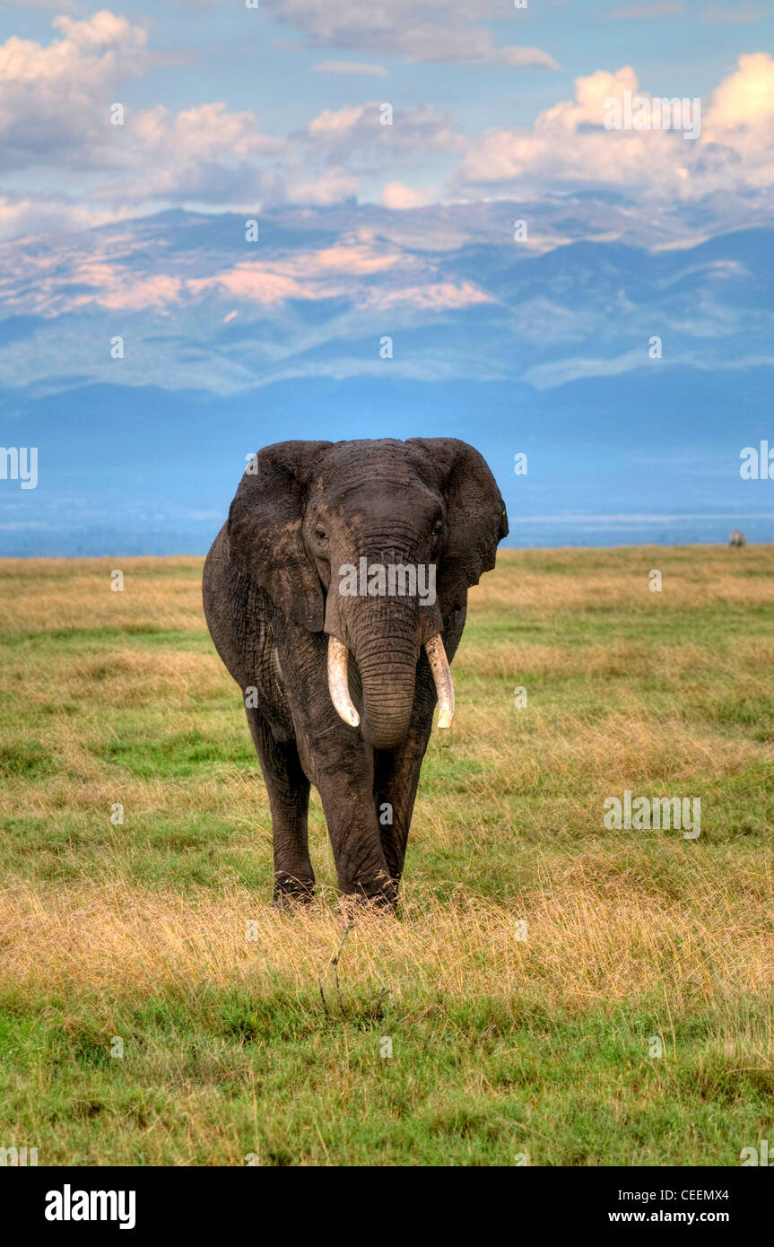 Elephant with Mt Kenya behind, Kenya Stock Photo - Alamy