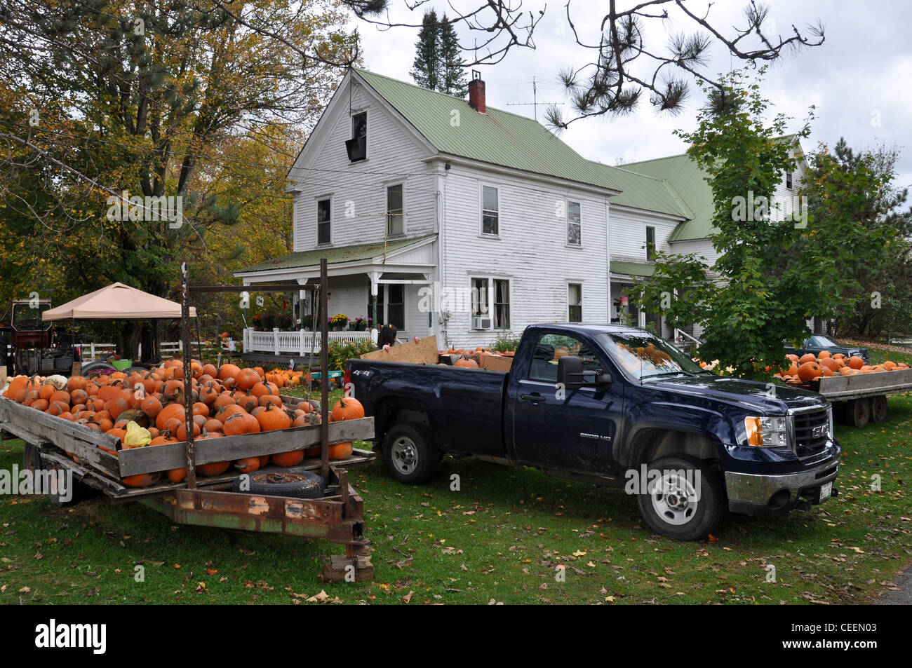 Pumpkin farm, New England, Maine, USA Stock Photo - Alamy