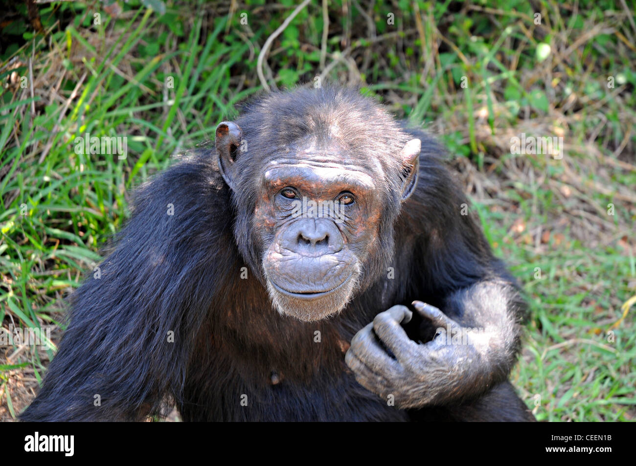 Chimpanzee game hi-res stock photography and images - Alamy
