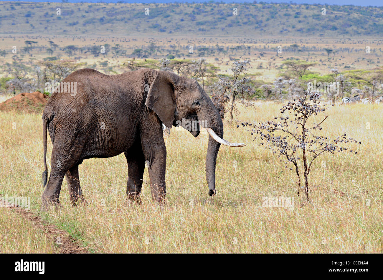 Elephant, Masai Mara, Kenya Stock Photo - Alamy