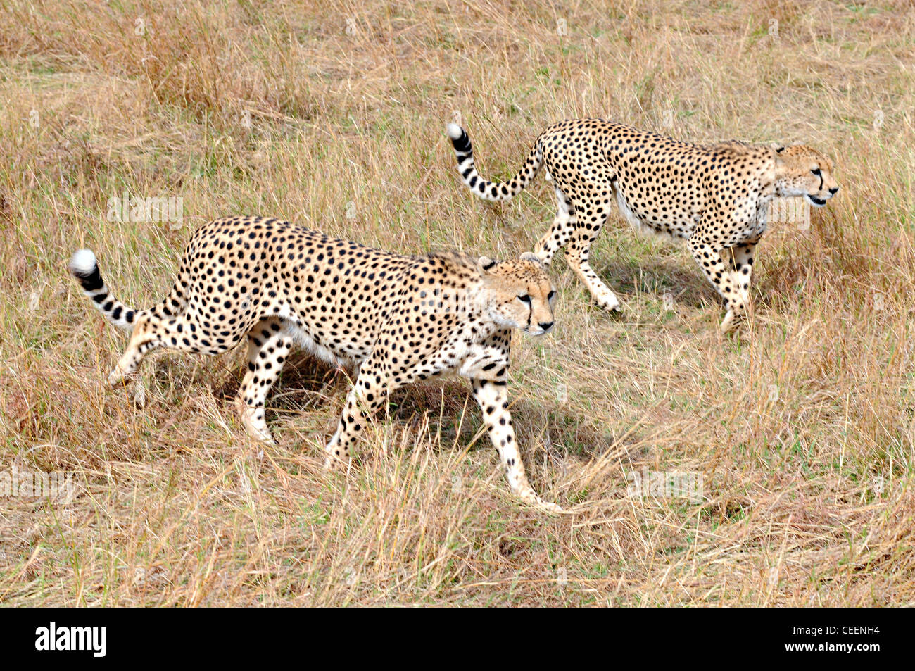 Five cheetahs of the mara hi-res stock photography and images - Alamy
