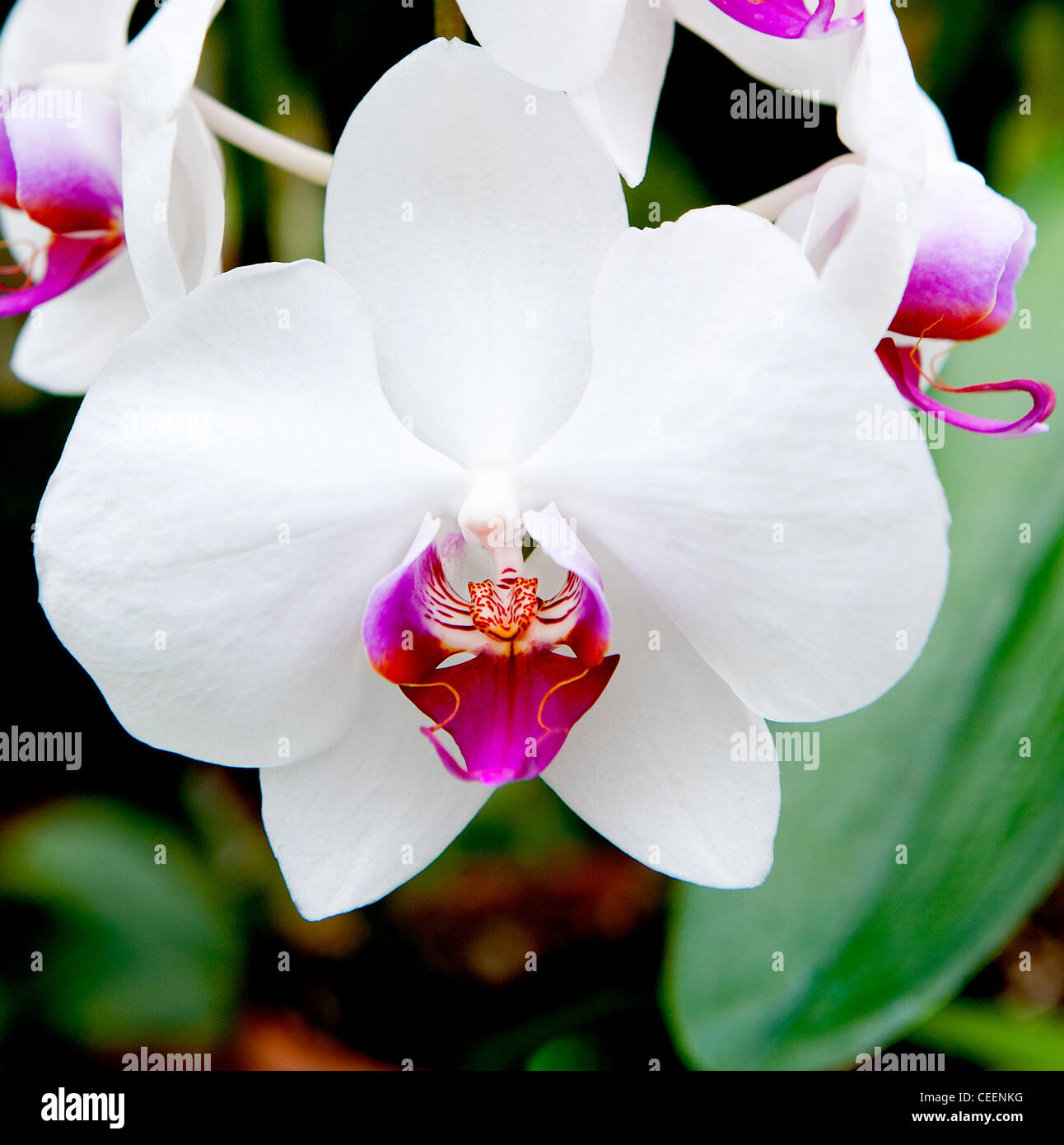 Orchid flower close up Stock Photo - Alamy