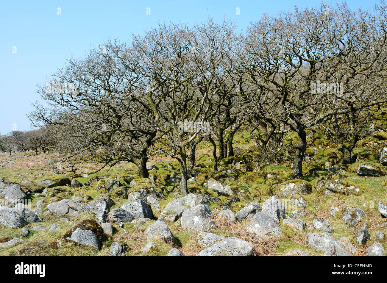 Stunted Oak Trees High Resolution Stock Photography and Images - Alamy
