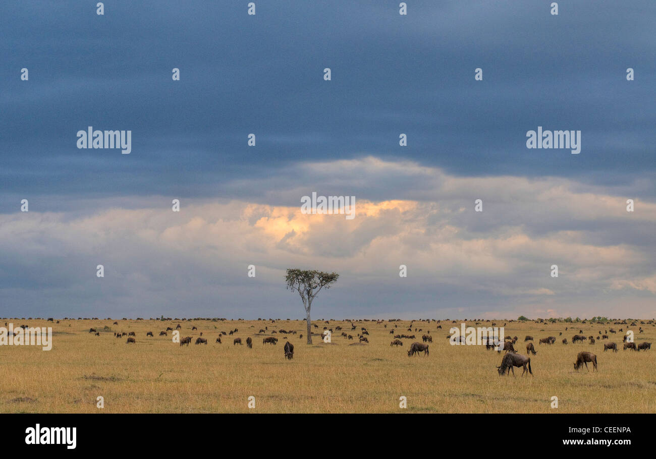 Masai Mara scene, Kenya Stock Photo - Alamy