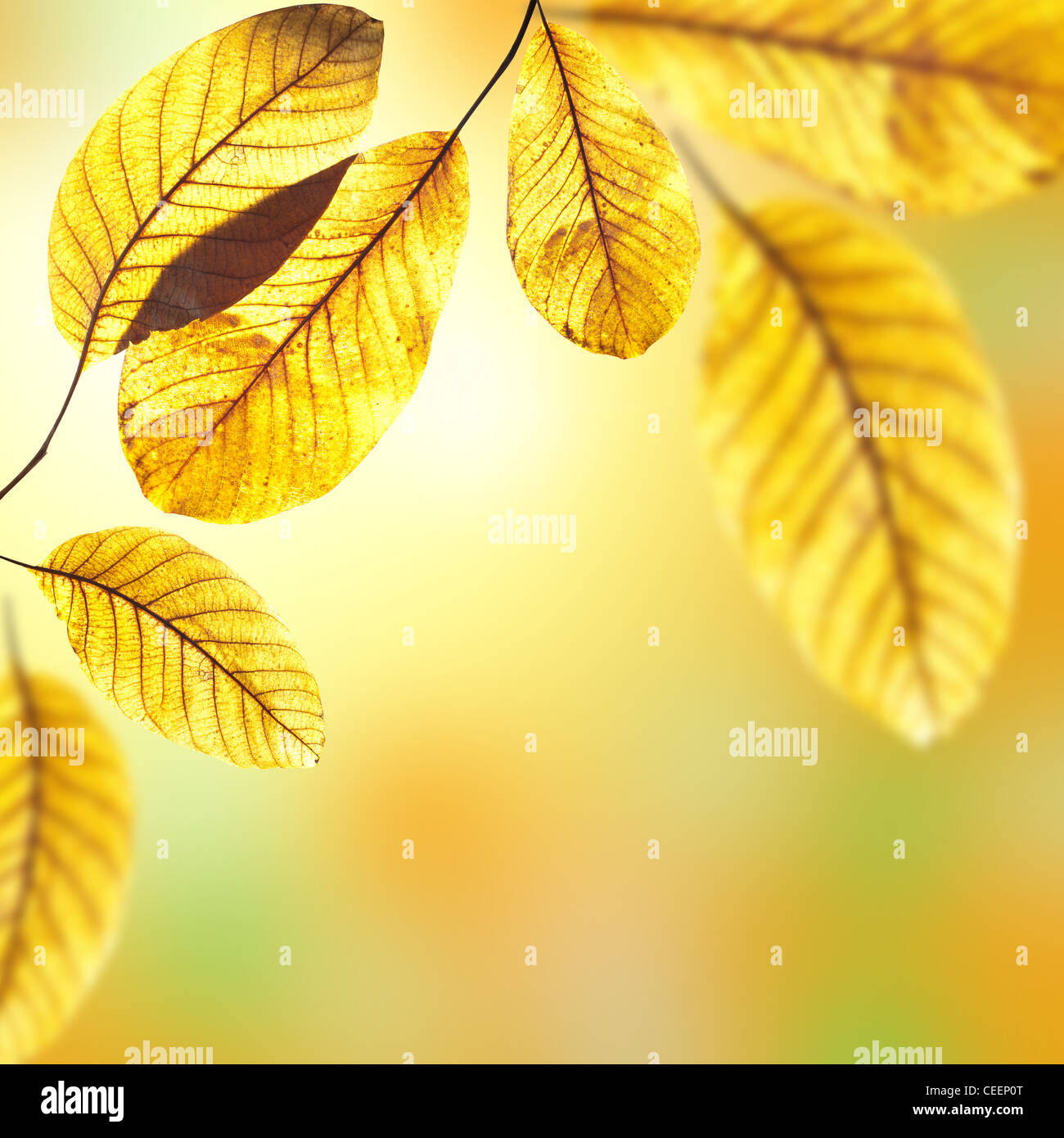 Beautiful golden leaves of walnut tree in warm sunbeam. Autumn pattern ...