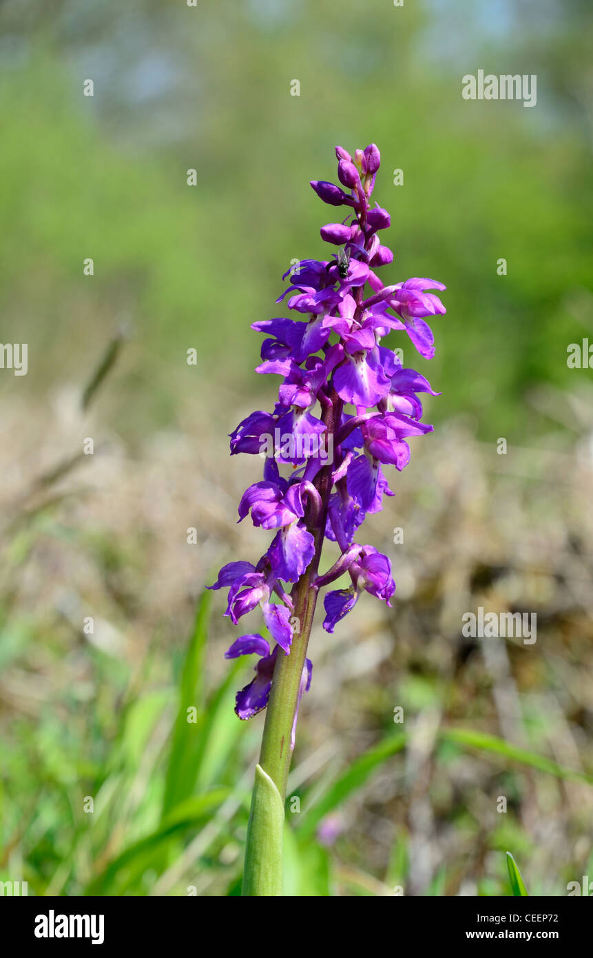 British orchid in hedge hi-res stock photography and images - Alamy
