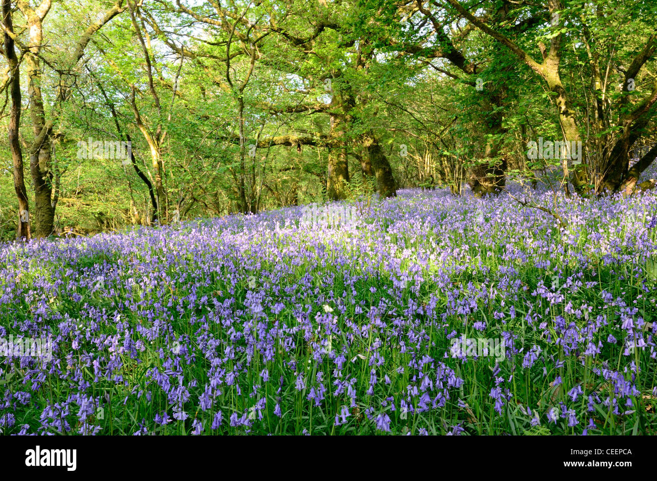 Devon bluebells hi-res stock photography and images - Alamy