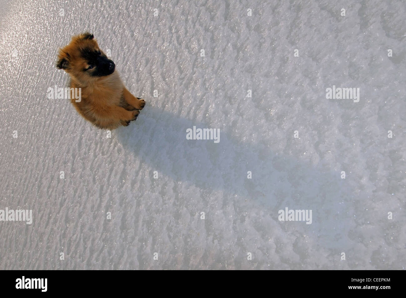 The small red puppy sits on ice Stock Photo - Alamy