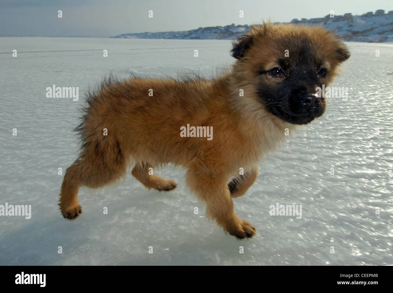 The small red puppy sits on ice Stock Photo - Alamy