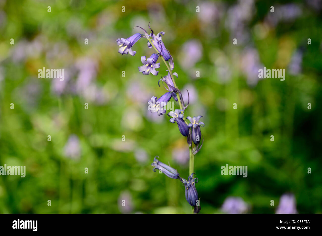 Native british wild bluebell hi-res stock photography and images - Alamy