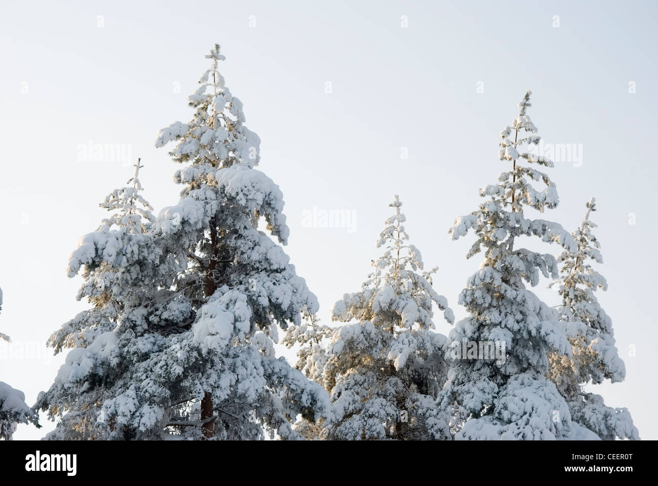 Snowy spruce treetops hi-res stock photography and images - Alamy