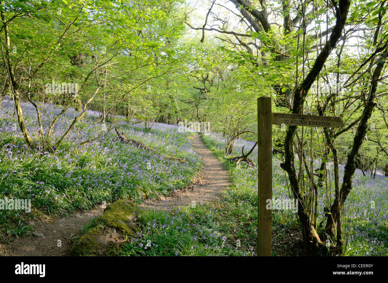Path through a bluebell carpeted Meldon Woods, on Dartmoor, Devon Stock ...