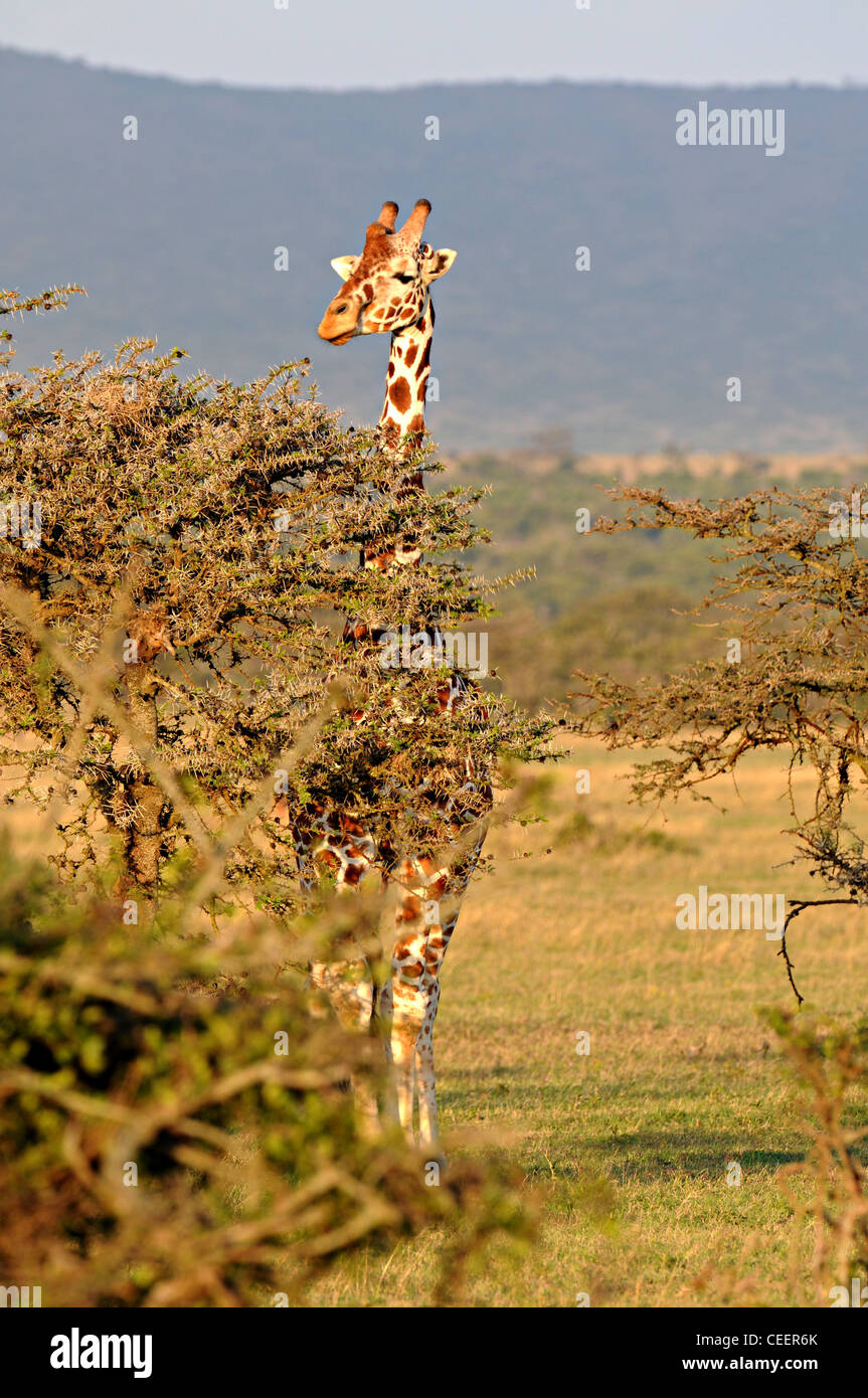Giraffe acacia tree hi-res stock photography and images - Alamy