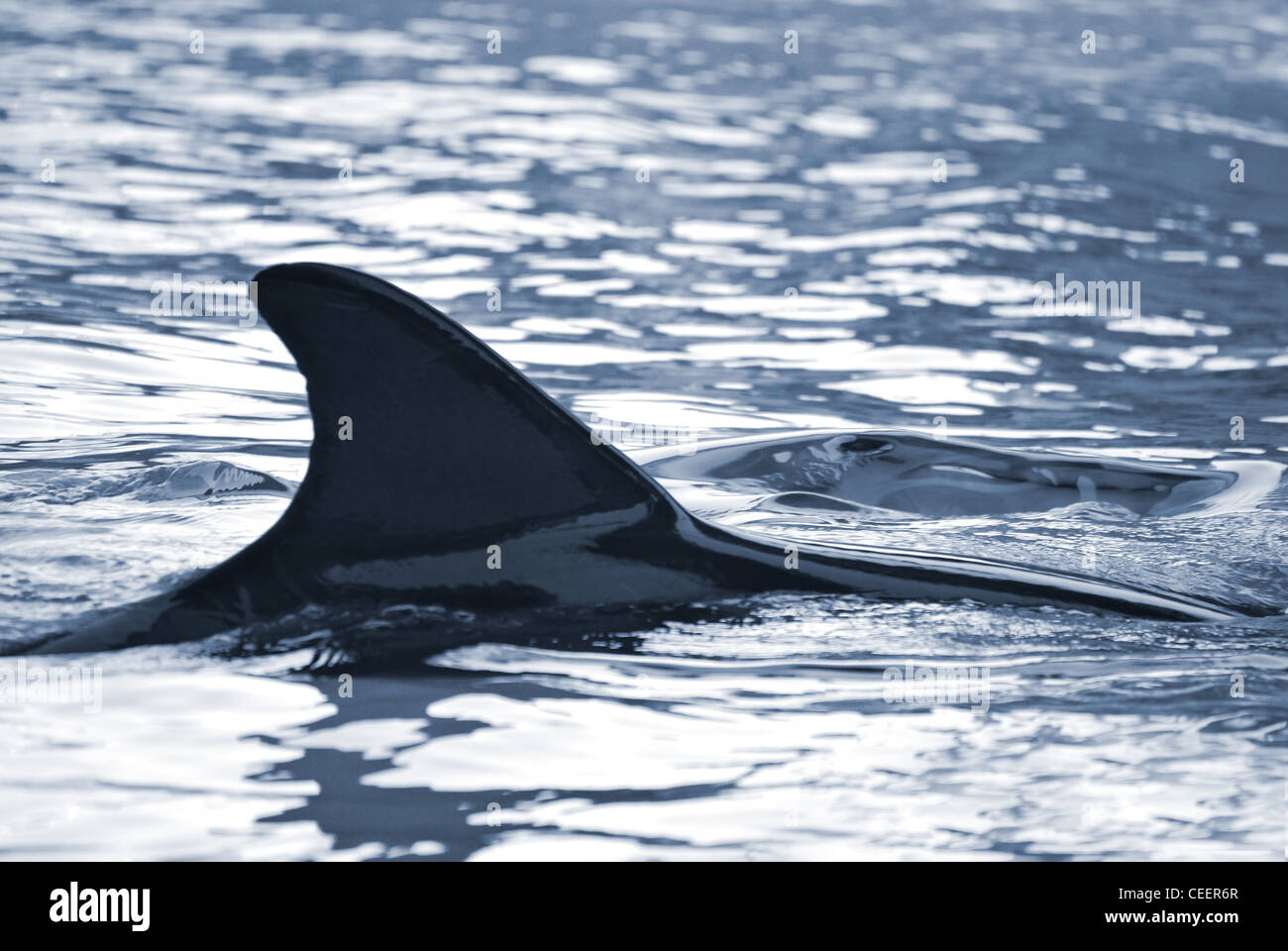 Dolphin fin hi-res stock photography and images - Alamy