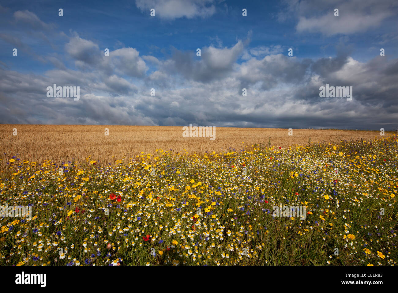Win Green Hill Wiltshire High Resolution Stock Photography and Images ...