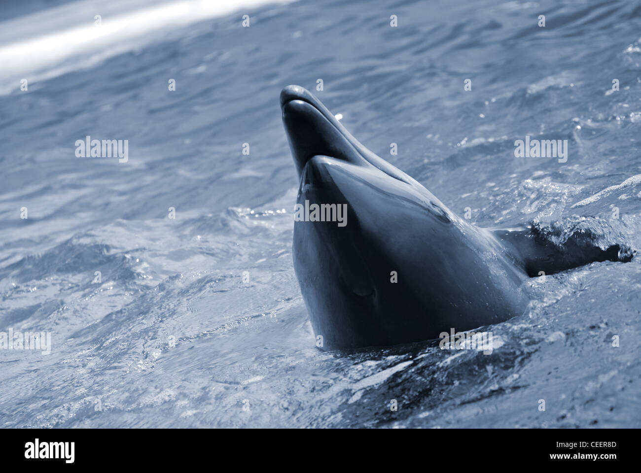 The bottle-nosed dolphin in aquarium. Closeup Stock Photo - Alamy