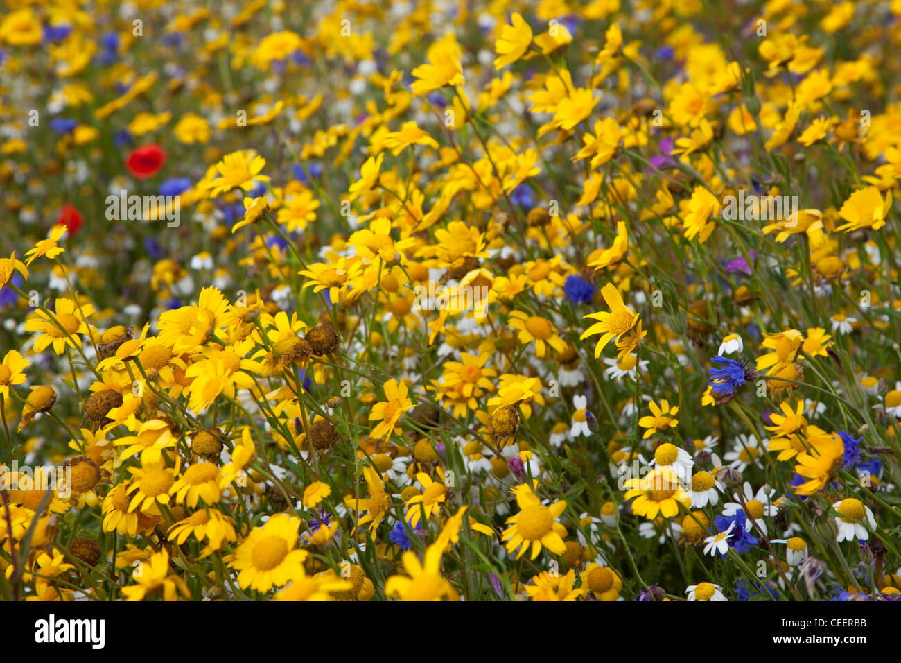 Win green hill wiltshire hi-res stock photography and images - Alamy