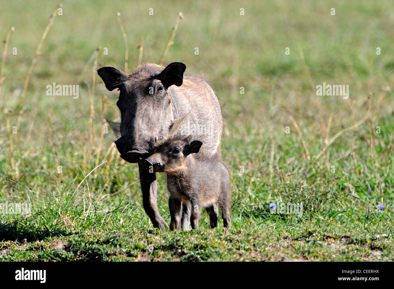 Warthog and piglet hi-res stock photography and images - Alamy