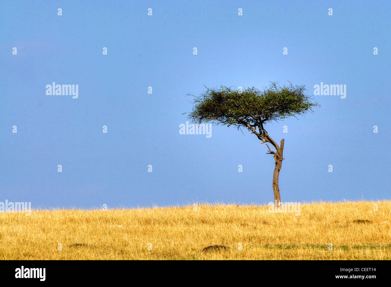 Acacia tree, Masai Mara, Kenya Stock Photo - Alamy