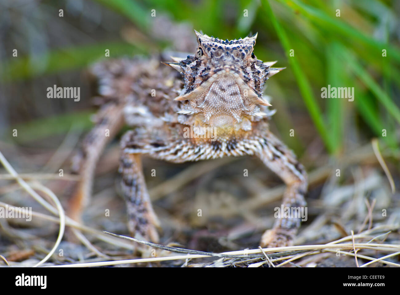 Texas Horned Lizard, (Phrynosoma cornutum), Caprock Canyon State Park ...