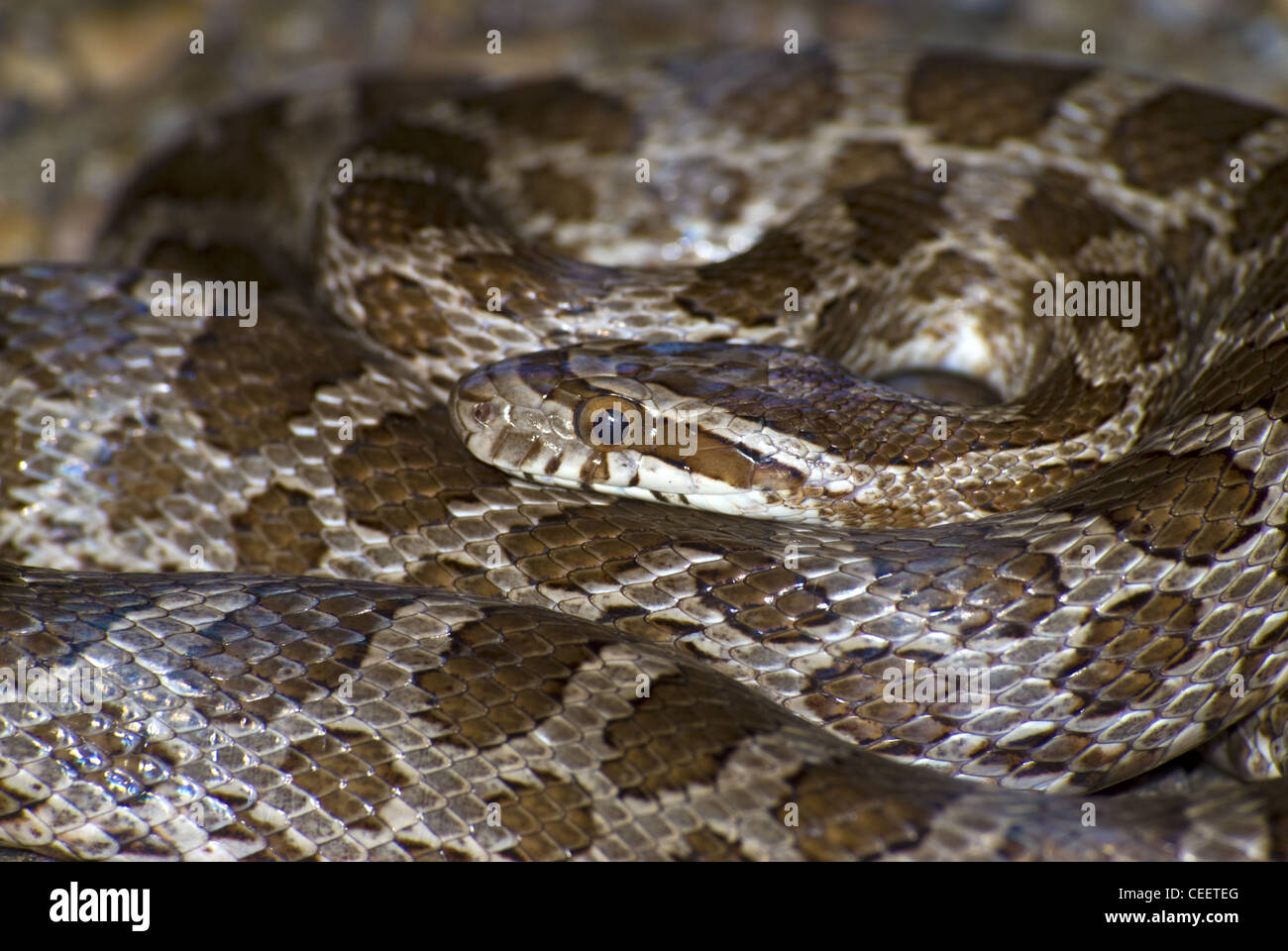 Great Plains Ratsnake, (Pantherophis emoryi), Caprock Canyons State ...