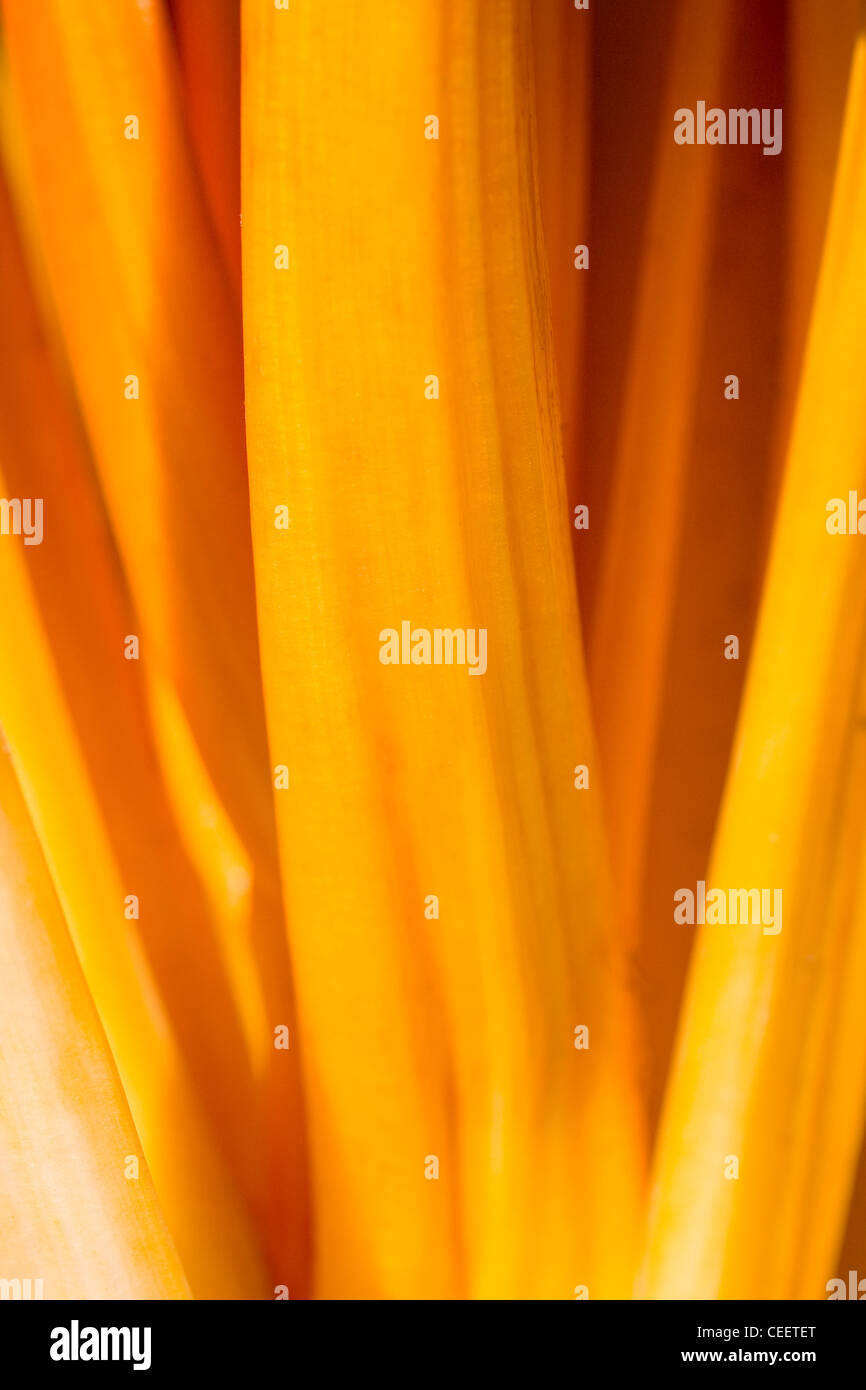 Edible stems hi-res stock photography and images - Alamy