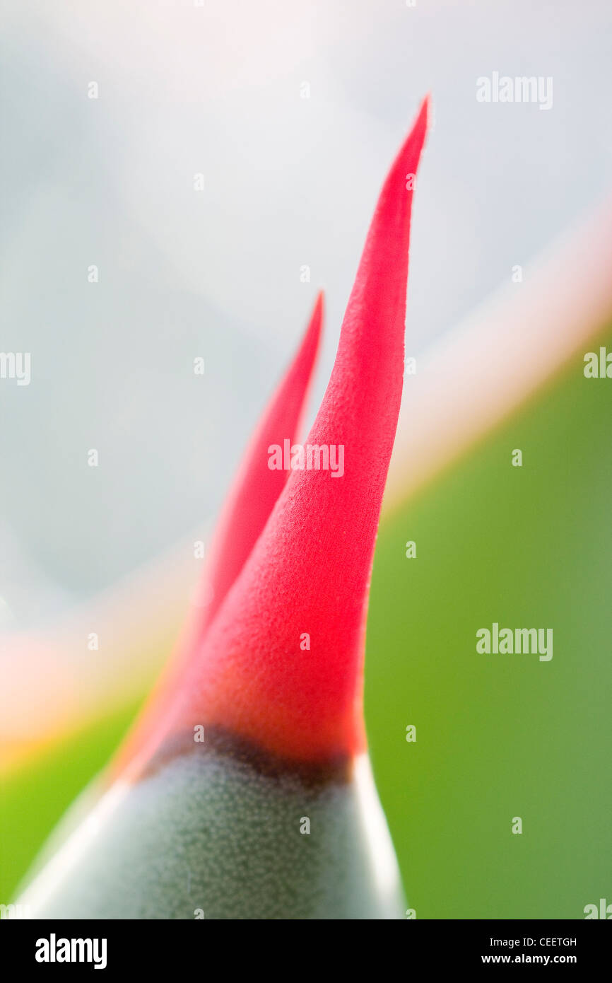 Agave thorns hi-res stock photography and images - Alamy