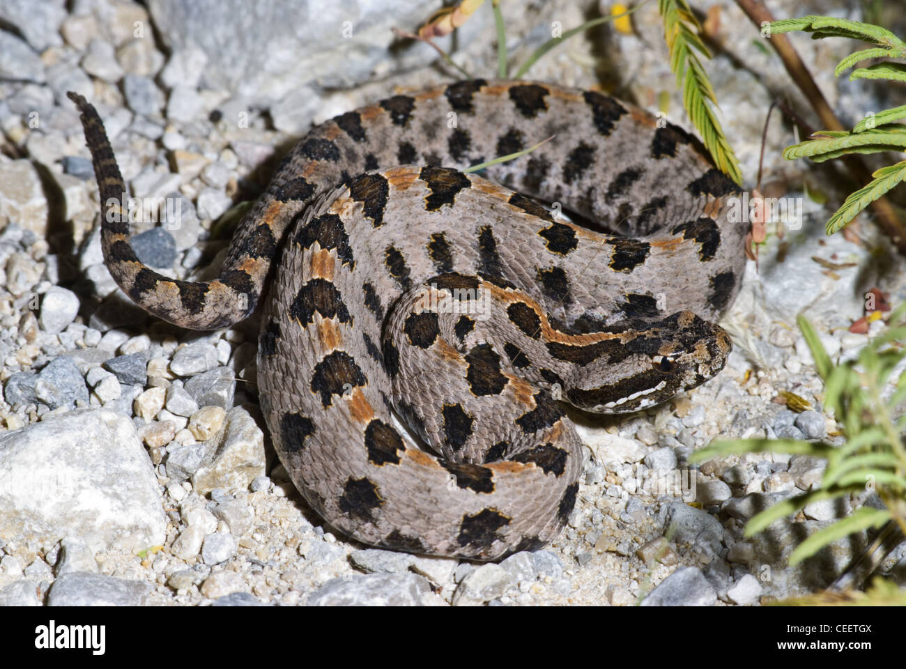 Pygmy rattlesnake hi-res stock photography and images - Alamy